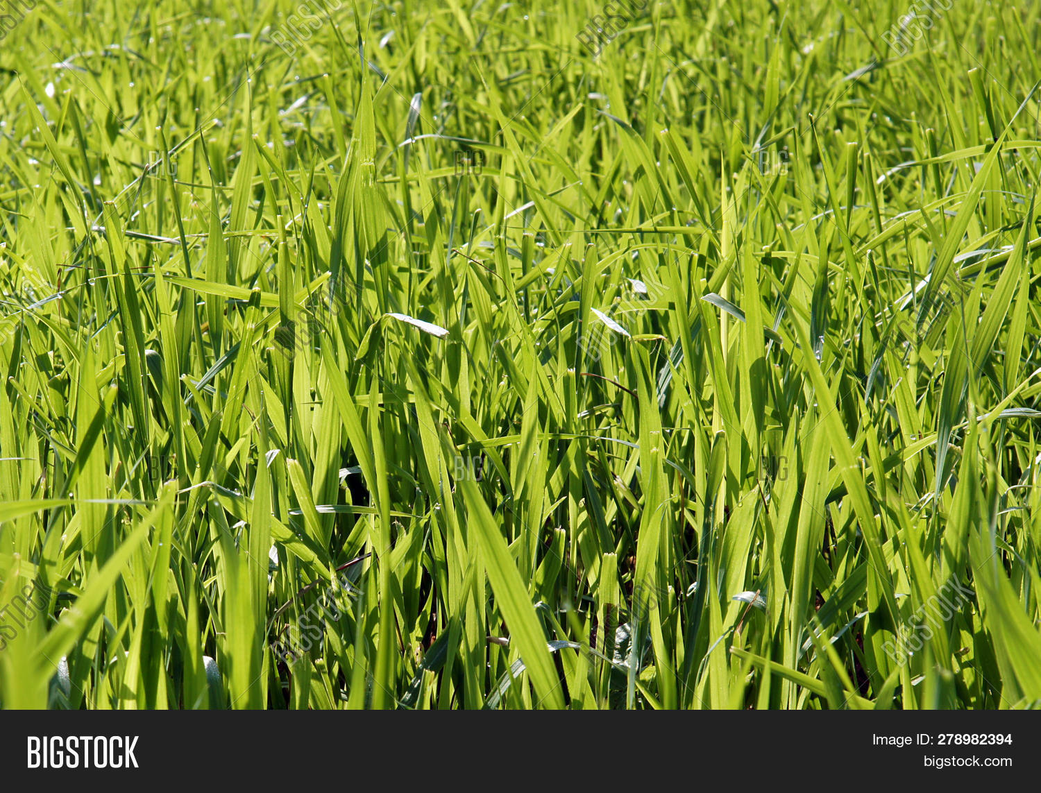Fresh Sweetgrass ( Image & Photo (Free Trial) | Bigstock