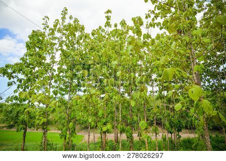 Forest Teak Tree / Image & Photo (Free Trial) | Bigstock