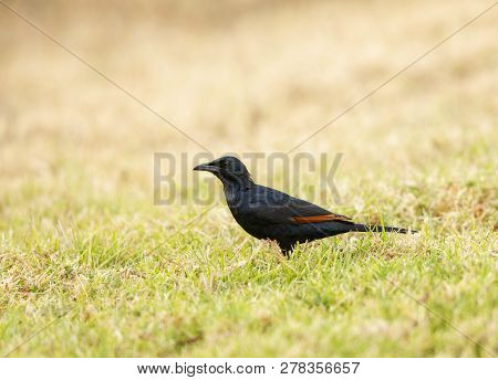 Red-winged Starling Image & Photo (Free Trial) | Bigstock