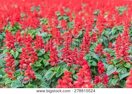 Field Beautiful Red Image & Photo (Free Trial) | Bigstock