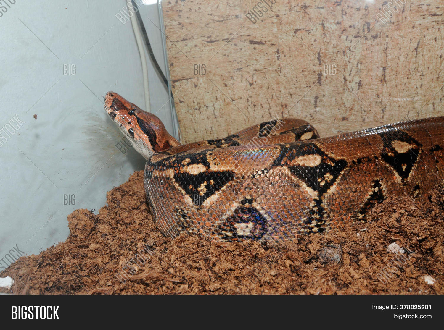 Python Terrarium, One Image & Photo (Free Trial) | Bigstock