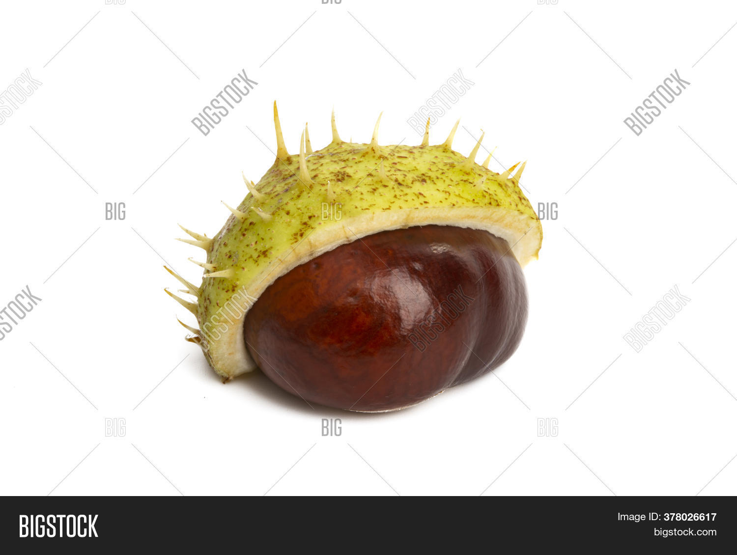 Chestnut Green Image & Photo (Free Trial) | Bigstock