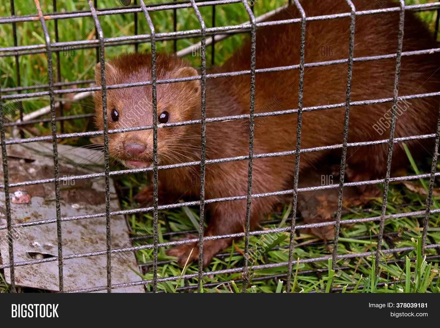 Wild Mink Captured Image & Photo (Free Trial) | Bigstock