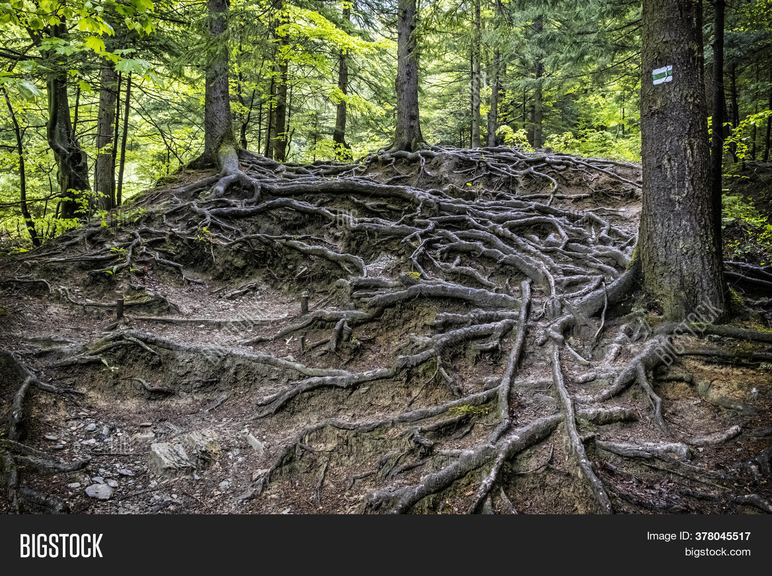 Roots Trees Forest, Image & Photo (Free Trial) | Bigstock