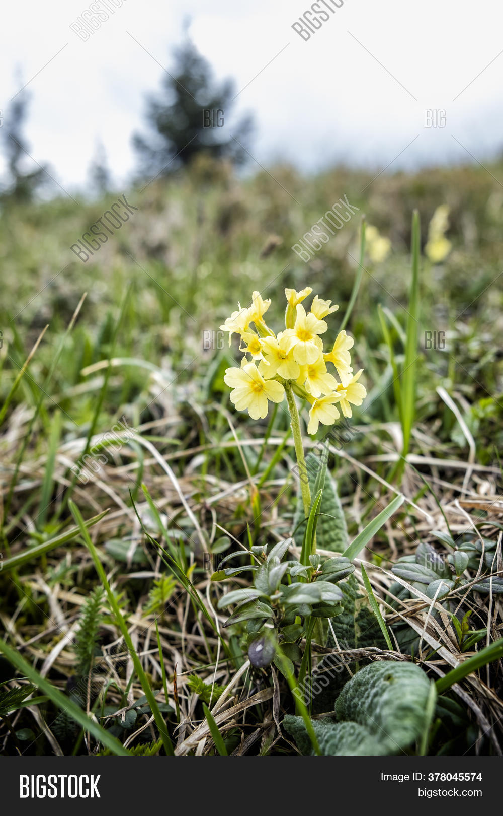 Flowering Primula Image & Photo (Free Trial) | Bigstock