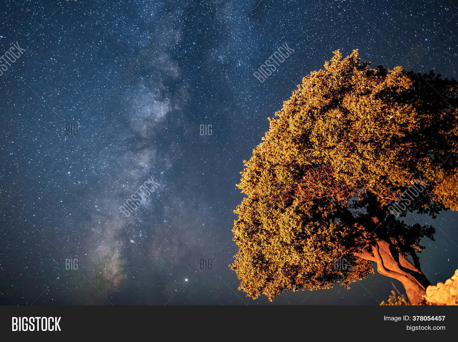 Big Tree Under Night Image & Photo (Free Trial) | Bigstock