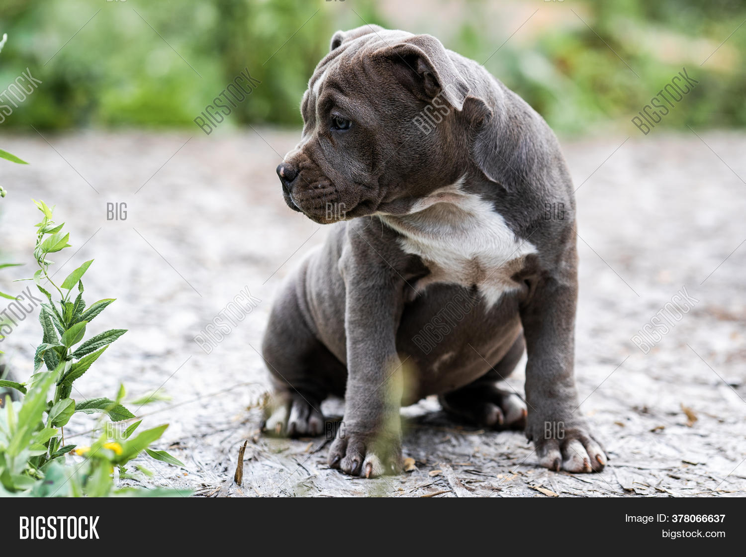 Dog Gray American Pit Image & Photo (Free Trial) | Bigstock