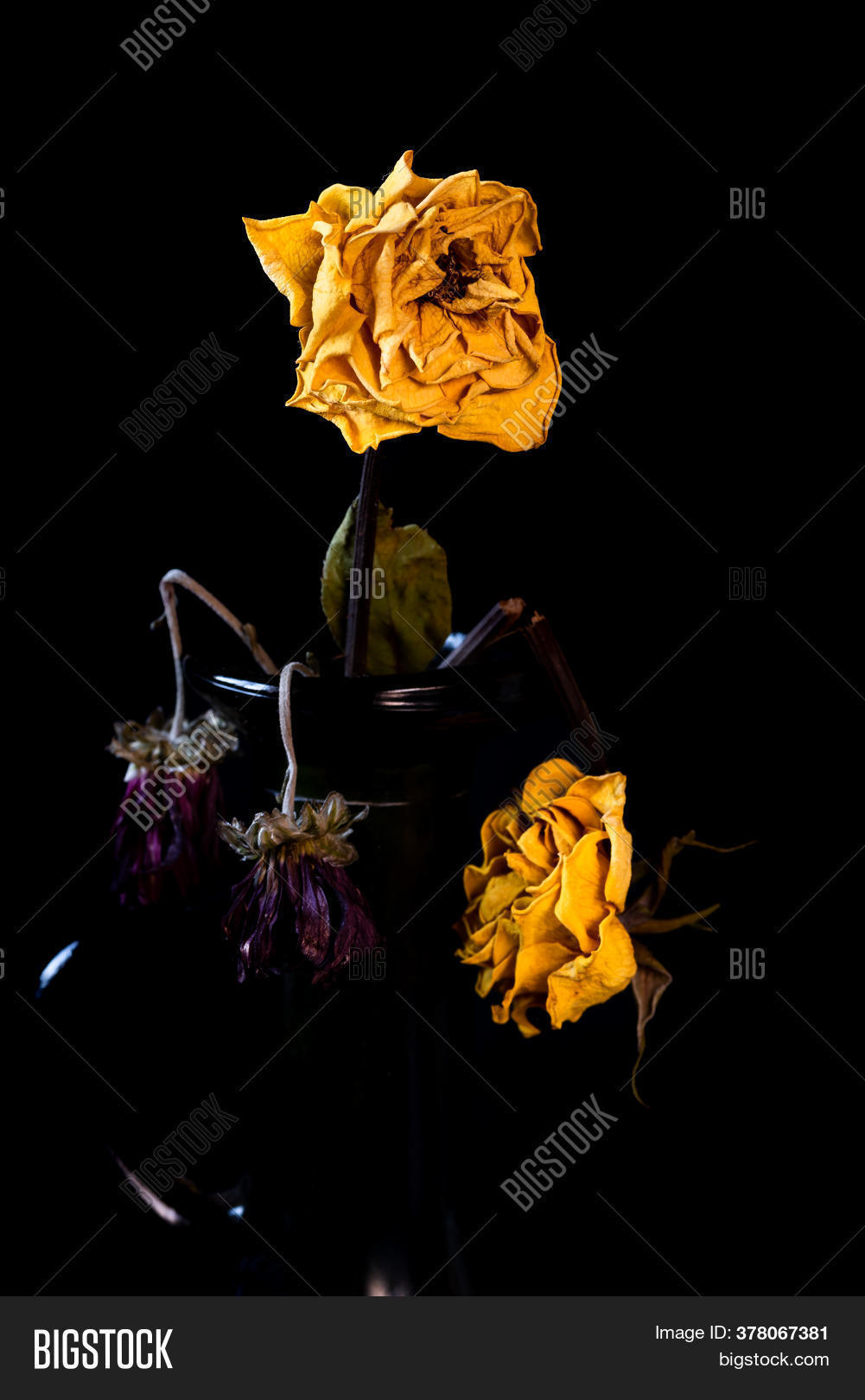 Dry Yellow Wilted Dead Image & Photo (Free Trial) | Bigstock