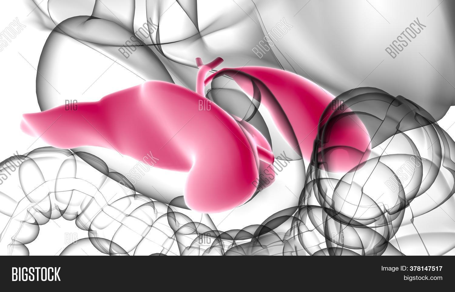 Gall Bladder Human Image & Photo (Free Trial) | Bigstock