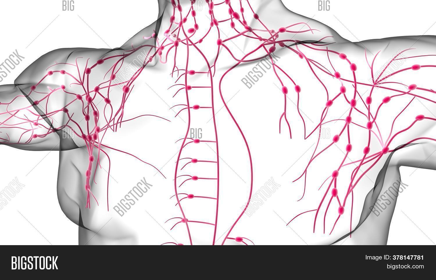 Human Lymph Nodes Image & Photo (Free Trial) | Bigstock