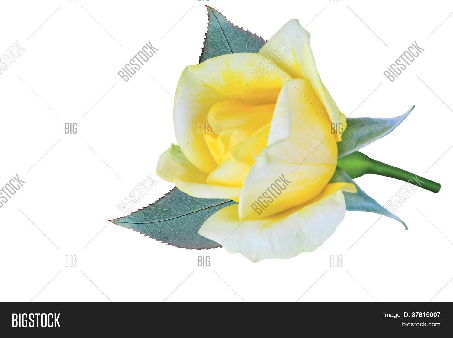 Bud Yellow Rose Image & Photo (Free Trial) | Bigstock
