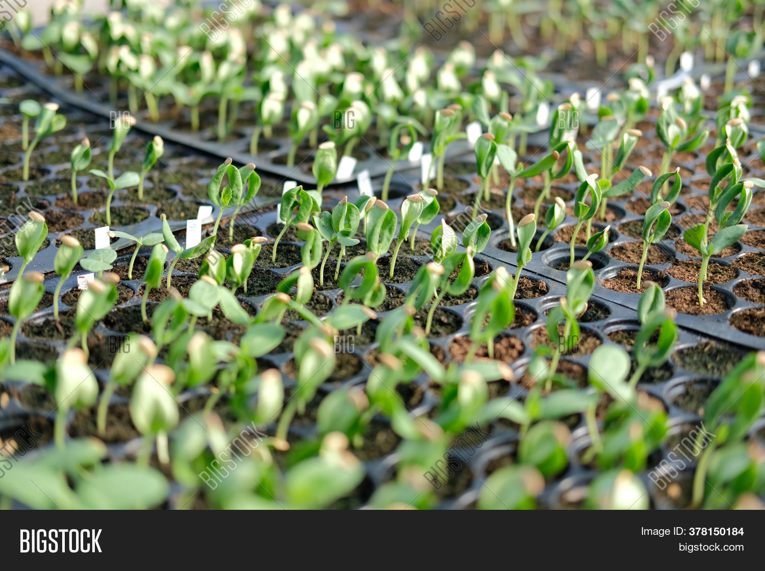 Watermelon Sprout Image & Photo (Free Trial) | Bigstock
