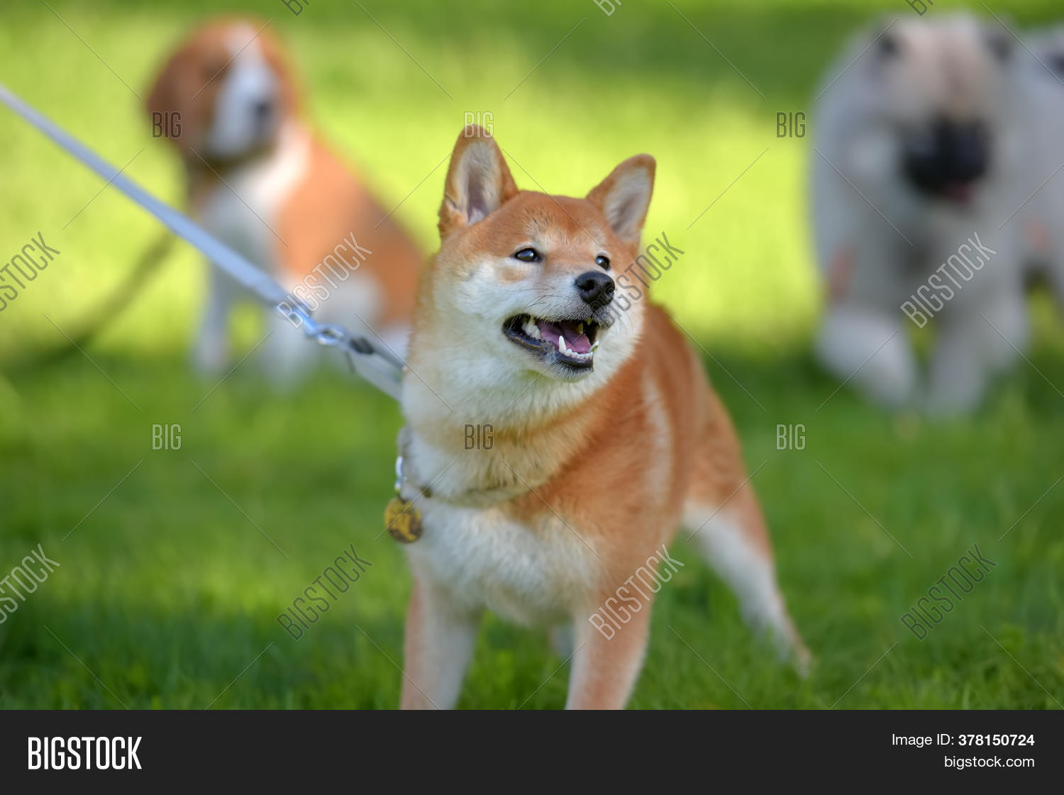 Shiba Inu Walk On Image & Photo (Free Trial) | Bigstock