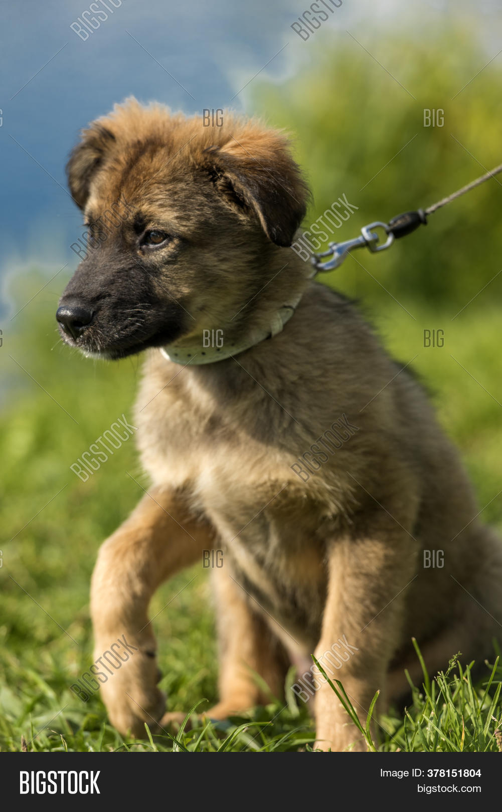 Brown Puppy Pooch By Image & Photo (Free Trial) | Bigstock