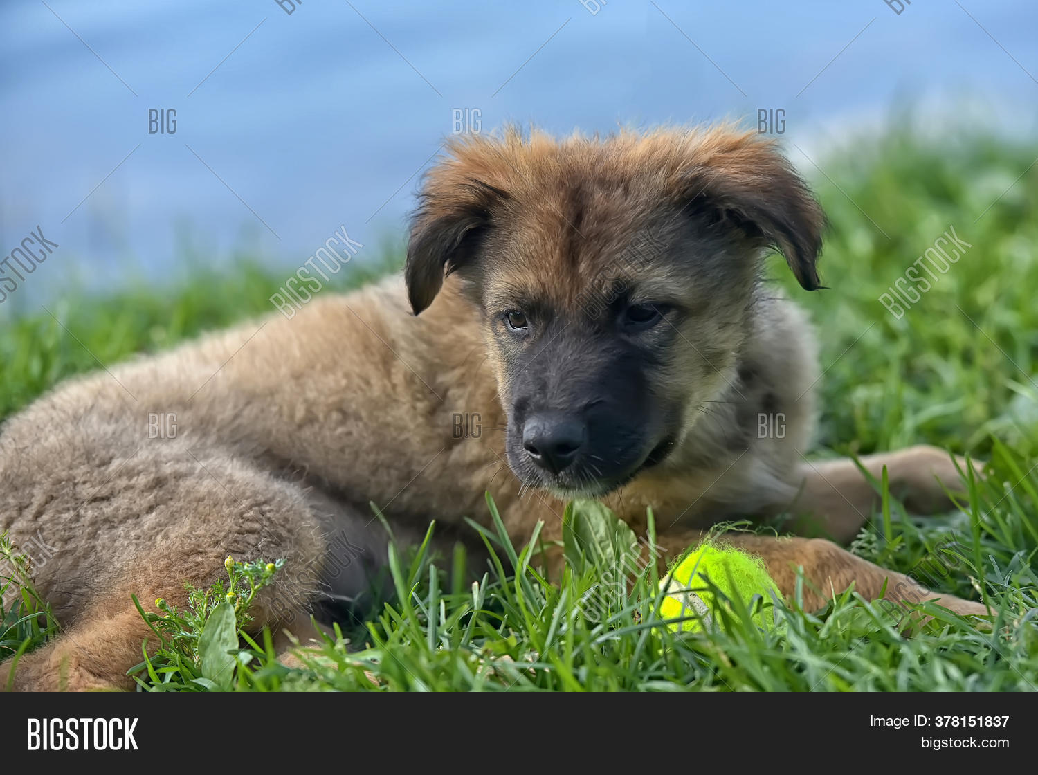 Brown Puppy Pooch By Image & Photo (Free Trial) | Bigstock