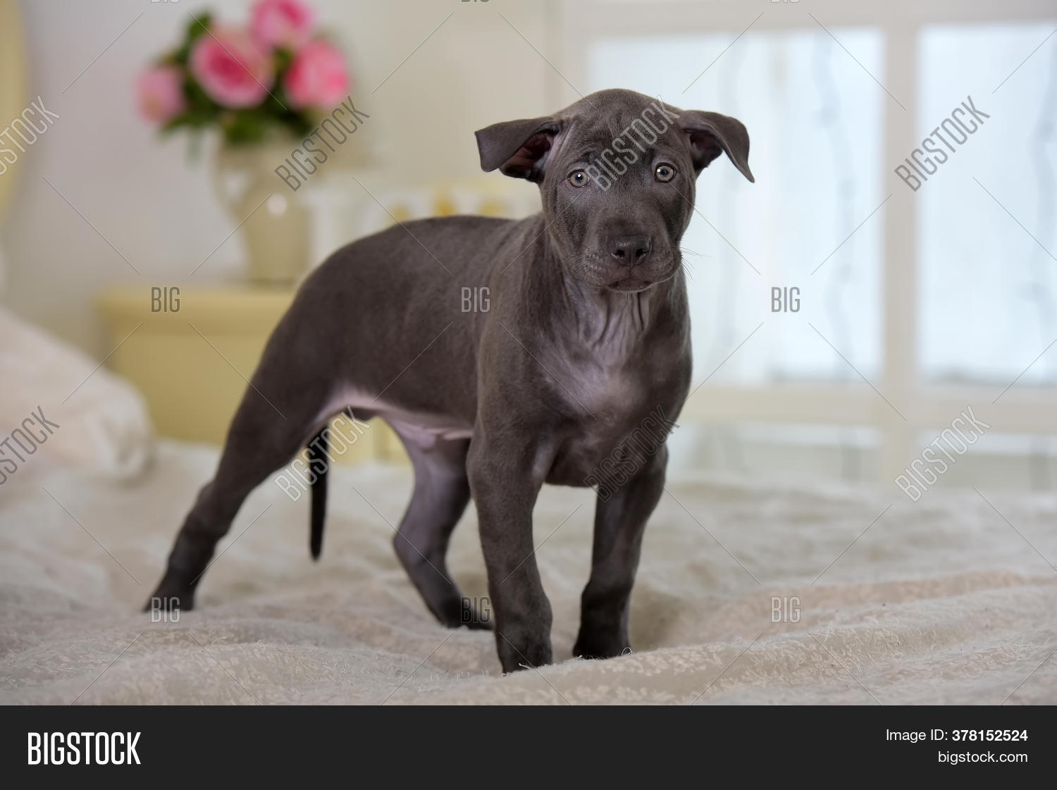 Gray Thai Ridgeback Image & Photo (Free Trial) | Bigstock
