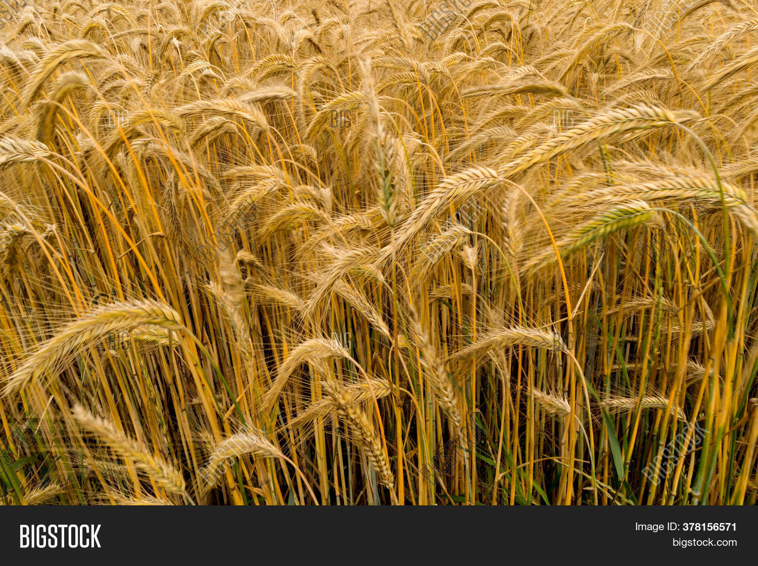 Golden Field Grain Image & Photo (Free Trial) | Bigstock