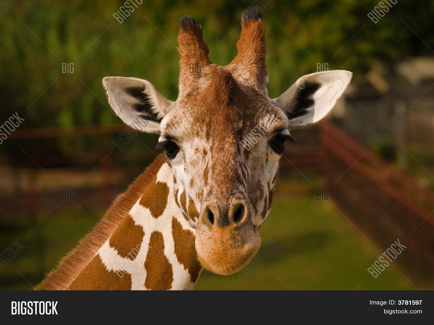 Giraffe Face Image & Photo (Free Trial) | Bigstock