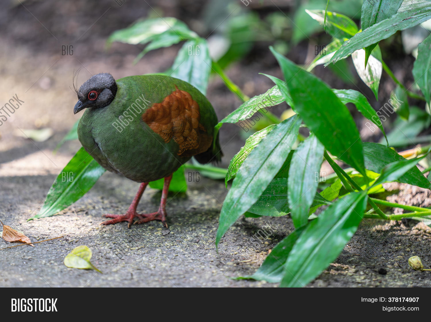 Crested Partridge, Image & Photo (Free Trial) | Bigstock