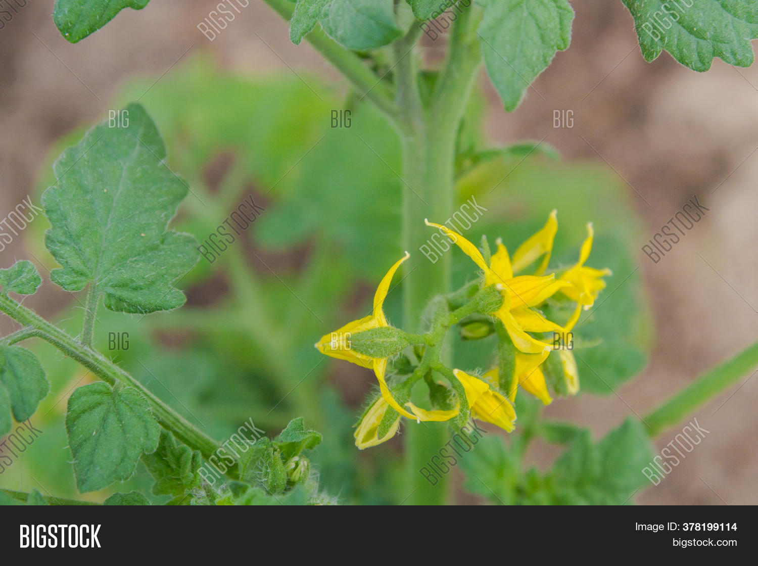 Yellow Flowers Tomato Image & Photo (Free Trial) | Bigstock
