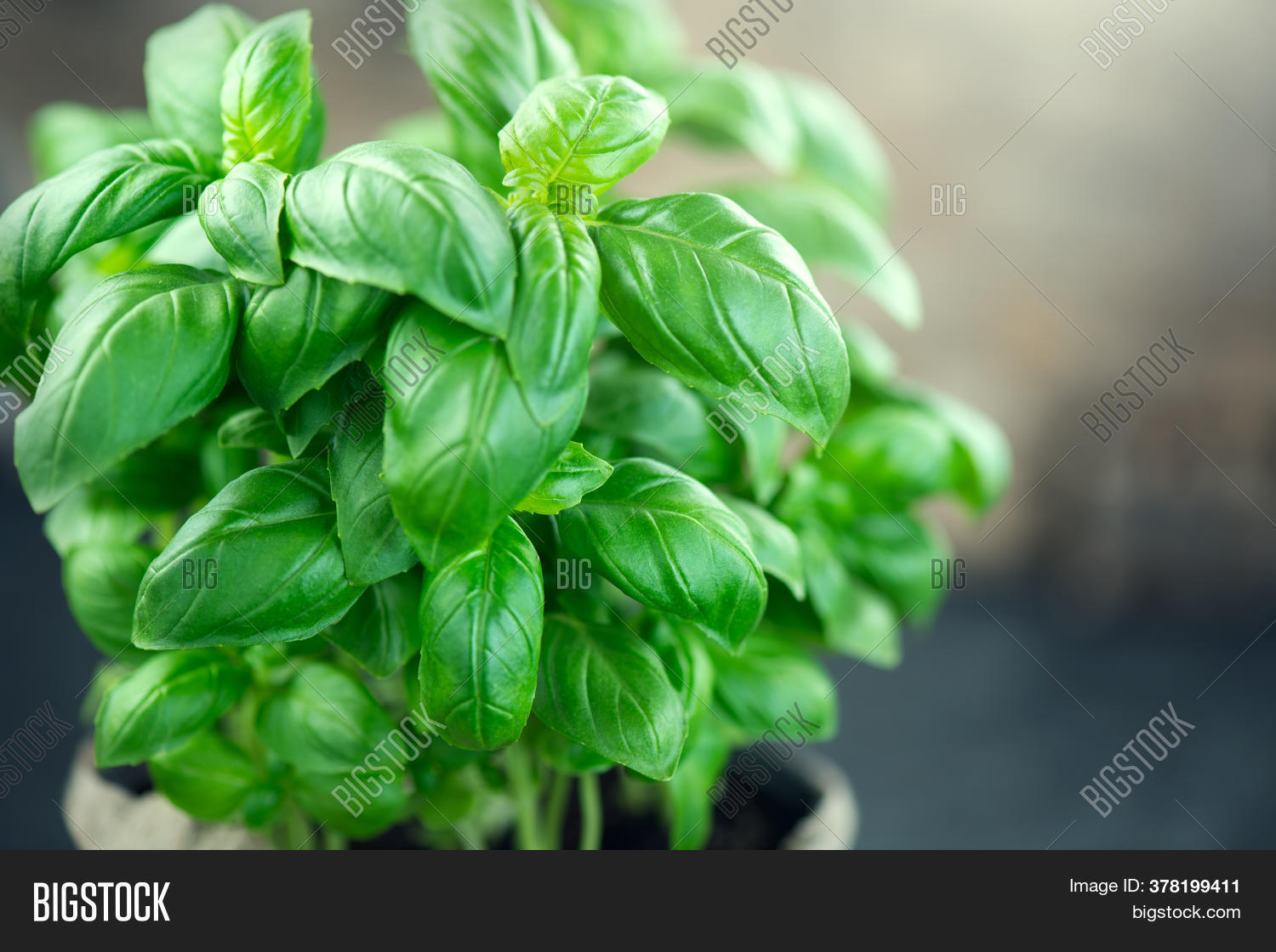 Close- Fresh Basil Image & Photo (Free Trial) | Bigstock
