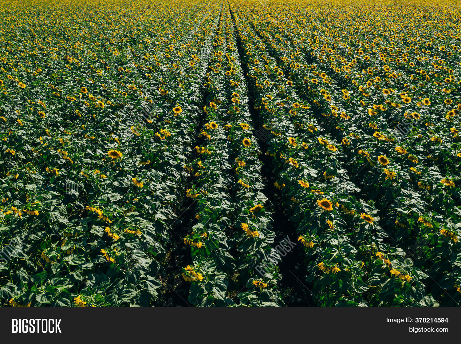 Sunflower Field, Image & Photo (Free Trial) | Bigstock