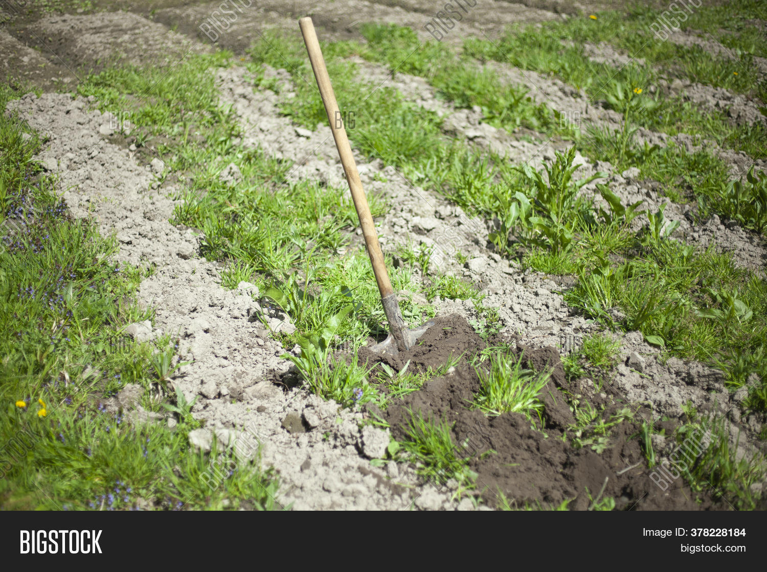 Shovel Stuck Ground. Image & Photo (Free Trial) | Bigstock