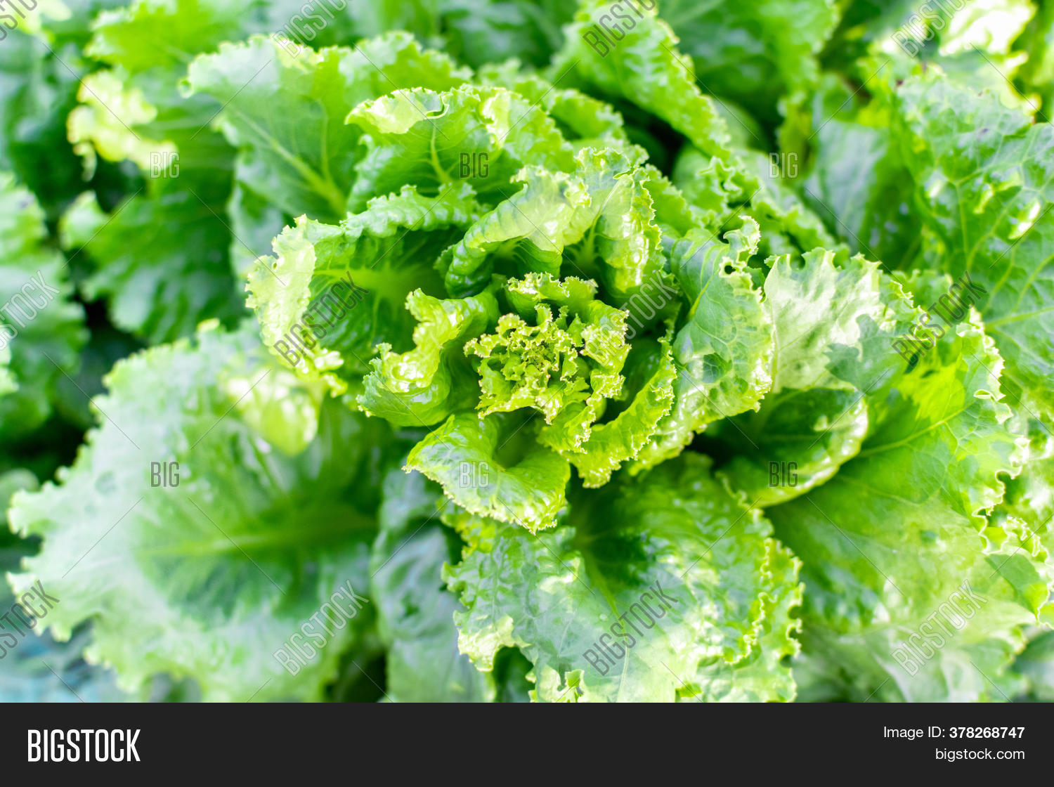 Bush Fresh Green Leaf Image & Photo (Free Trial) | Bigstock