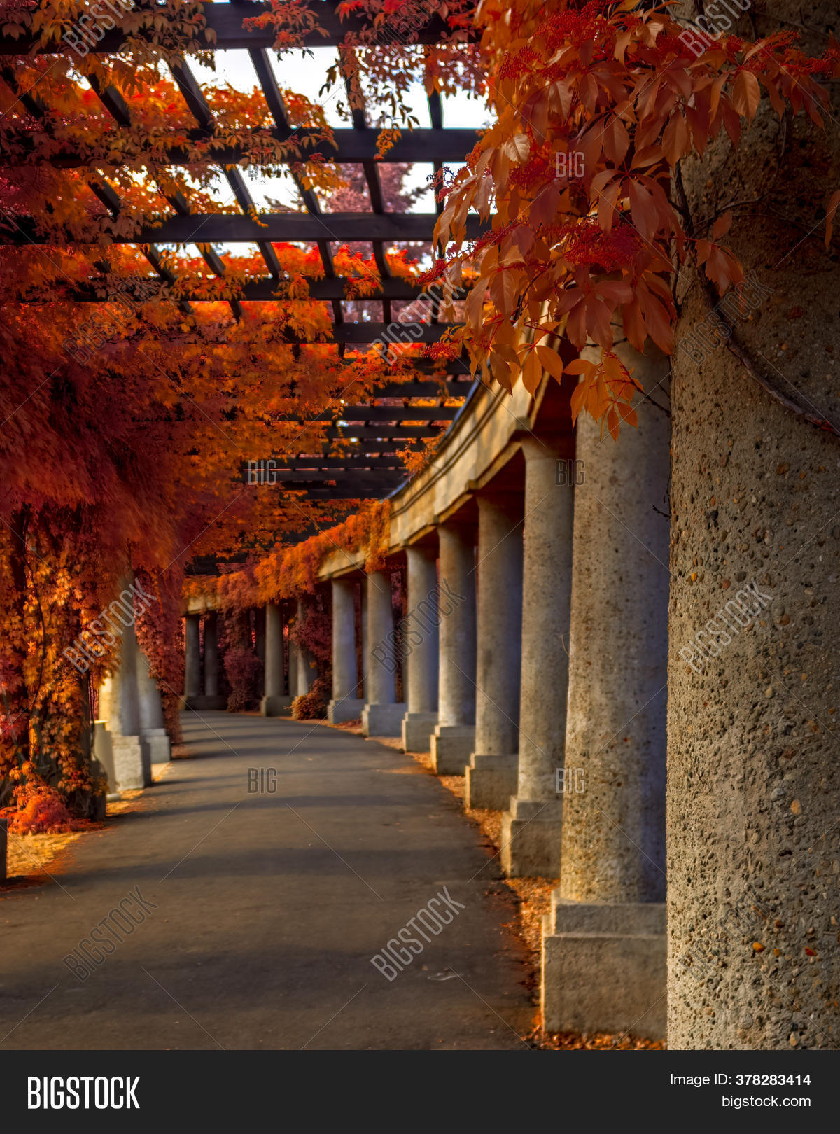 Orange Ivy Growing Image & Photo (Free Trial) | Bigstock