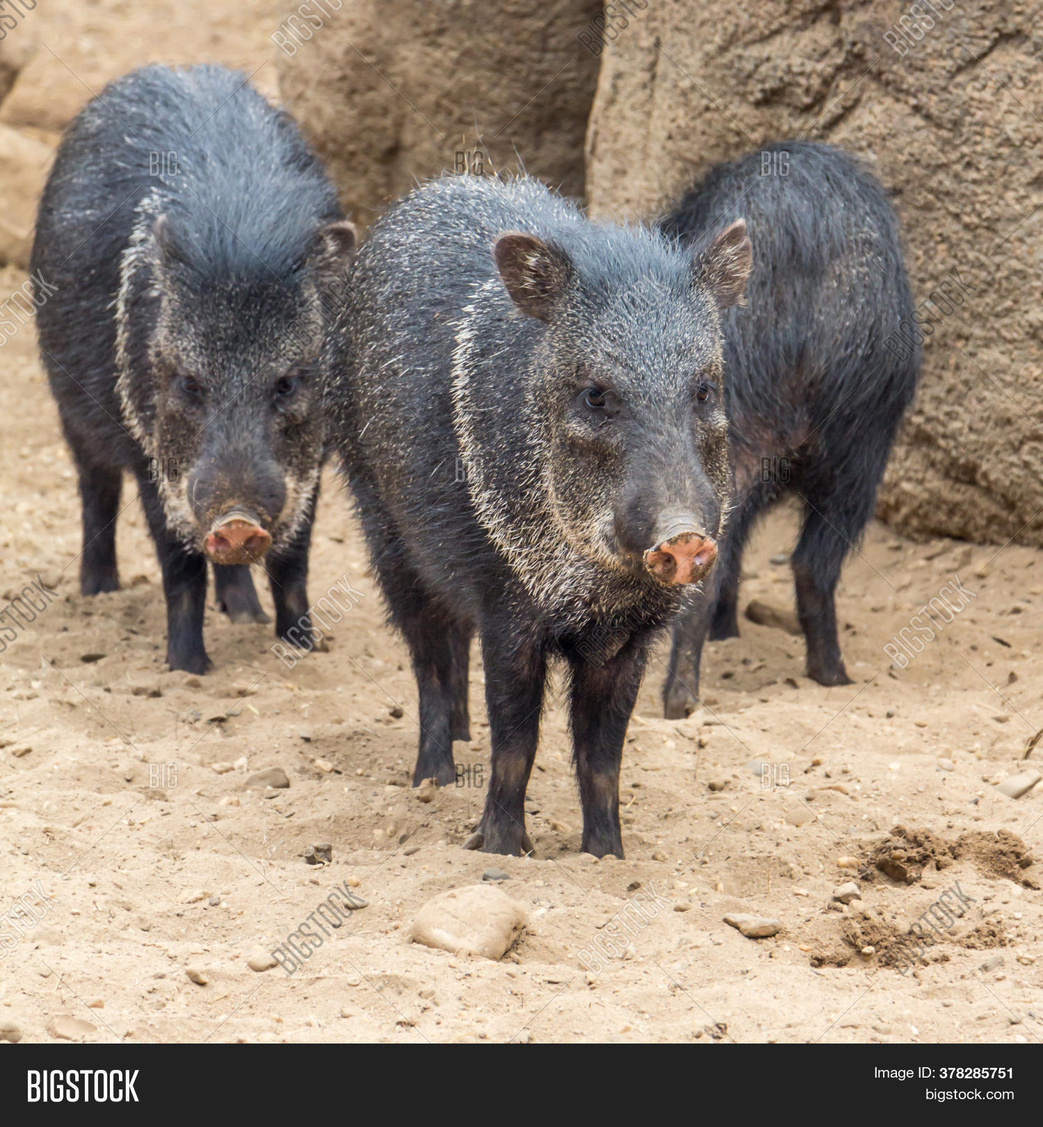 Group Peccary Pigs Image & Photo (Free Trial) | Bigstock