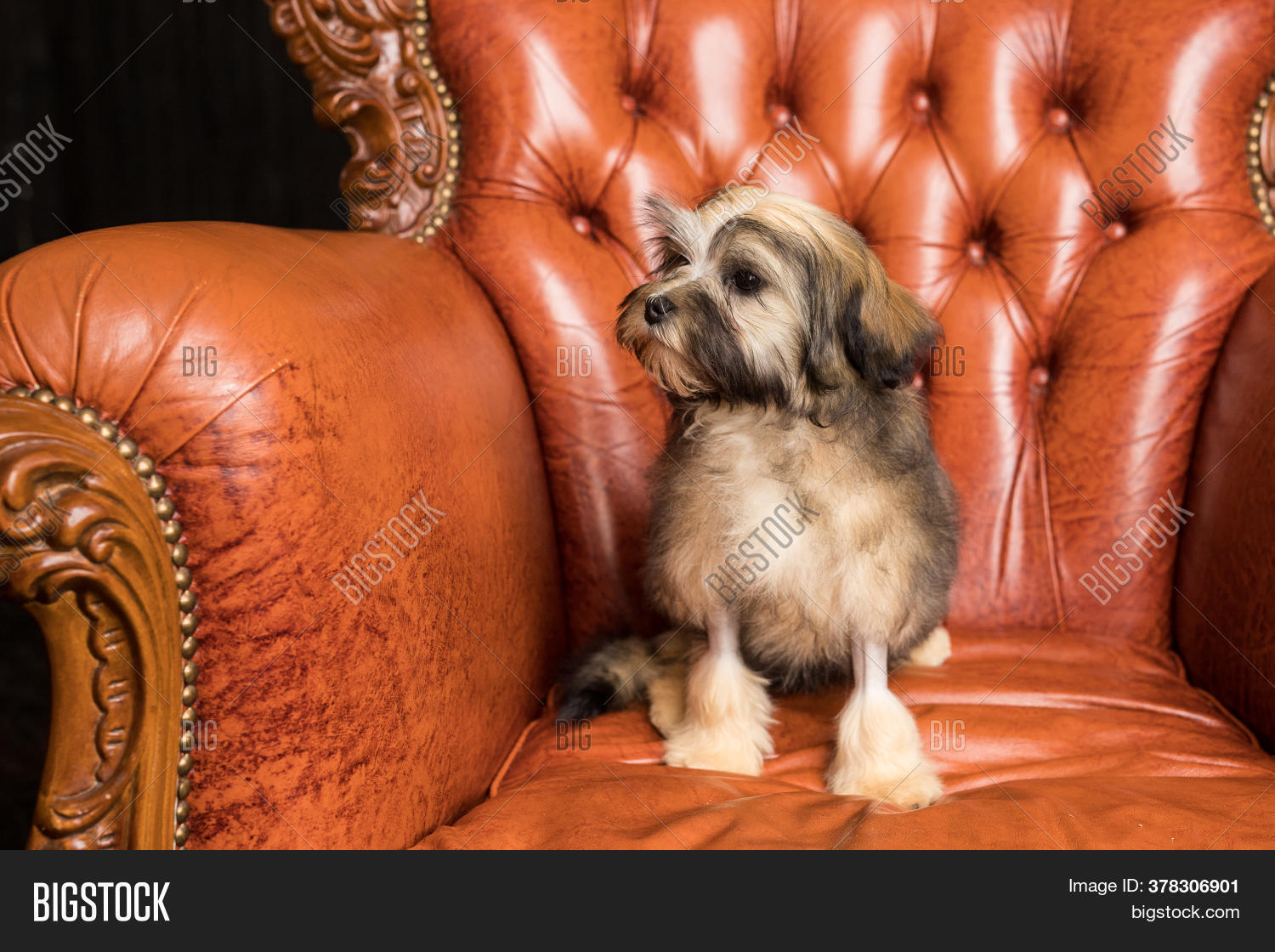 Little Brown Bichon Image & Photo (Free Trial) | Bigstock
