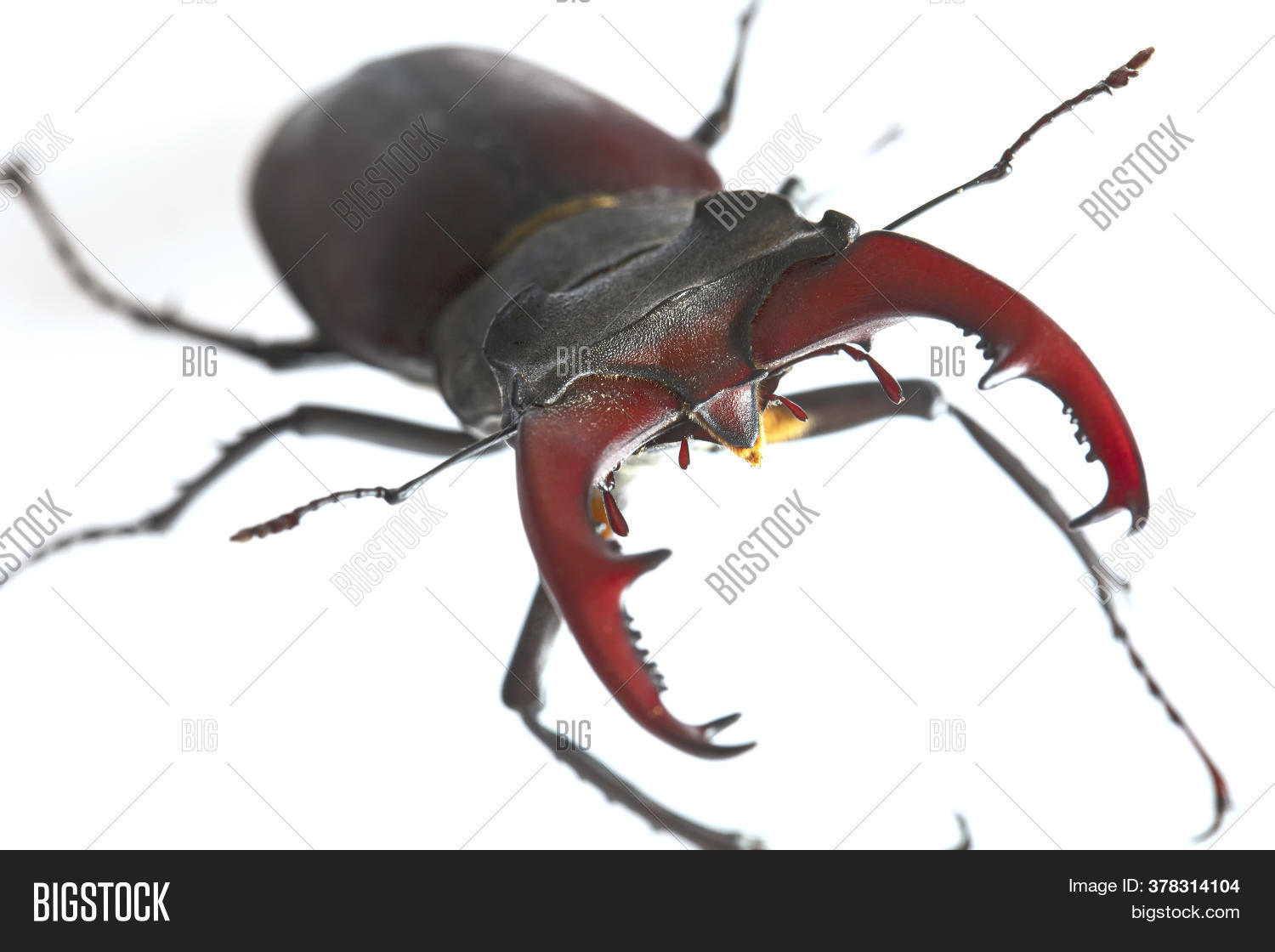 Lucanus Cervus Insect Image & Photo (Free Trial) | Bigstock