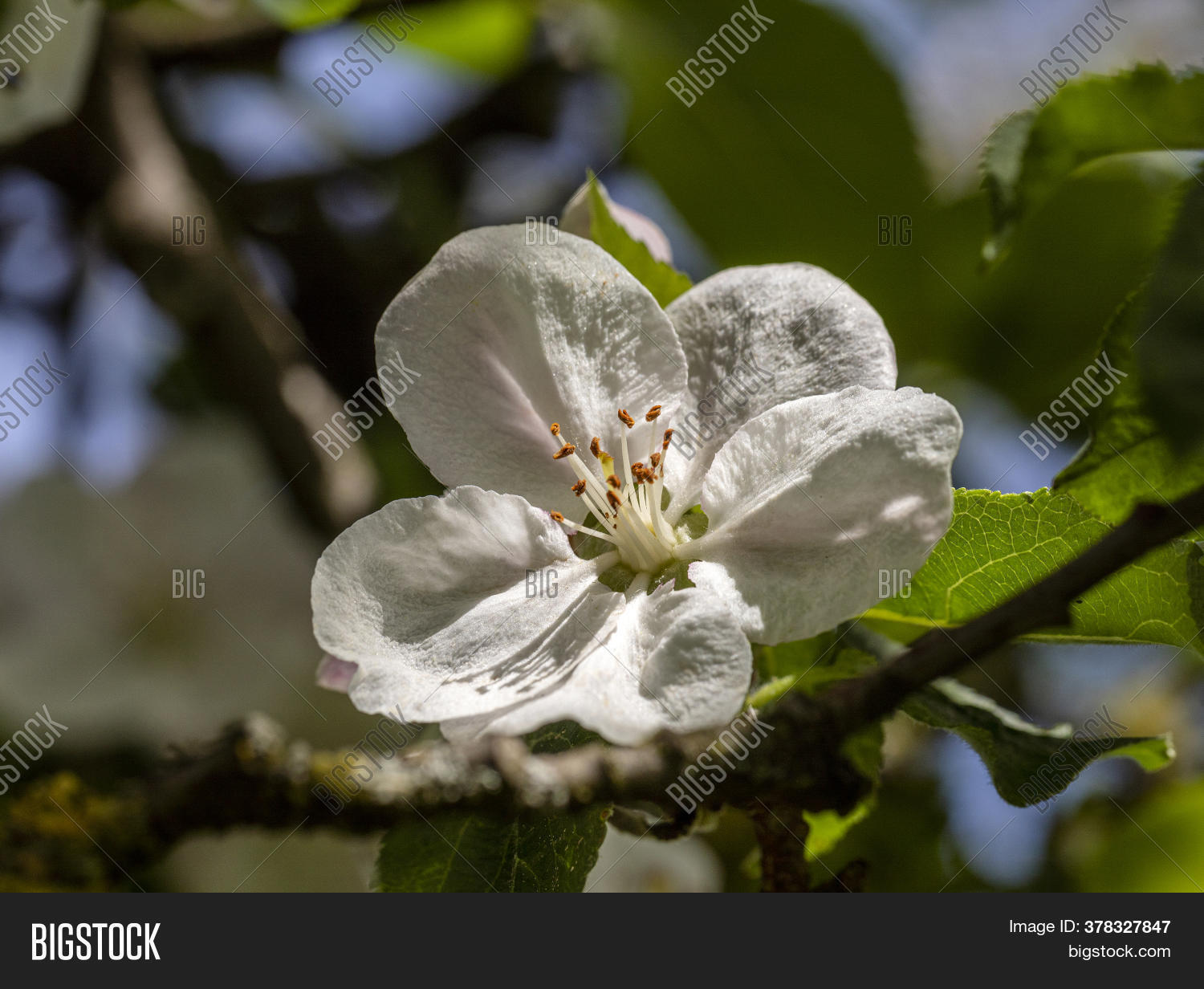 Ancient Apple Tree Image & Photo (Free Trial) | Bigstock