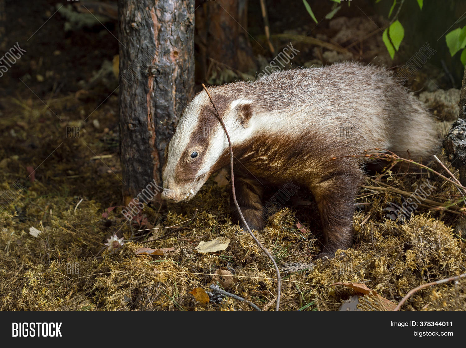 Badger Woods. Hiding Image & Photo (Free Trial) | Bigstock