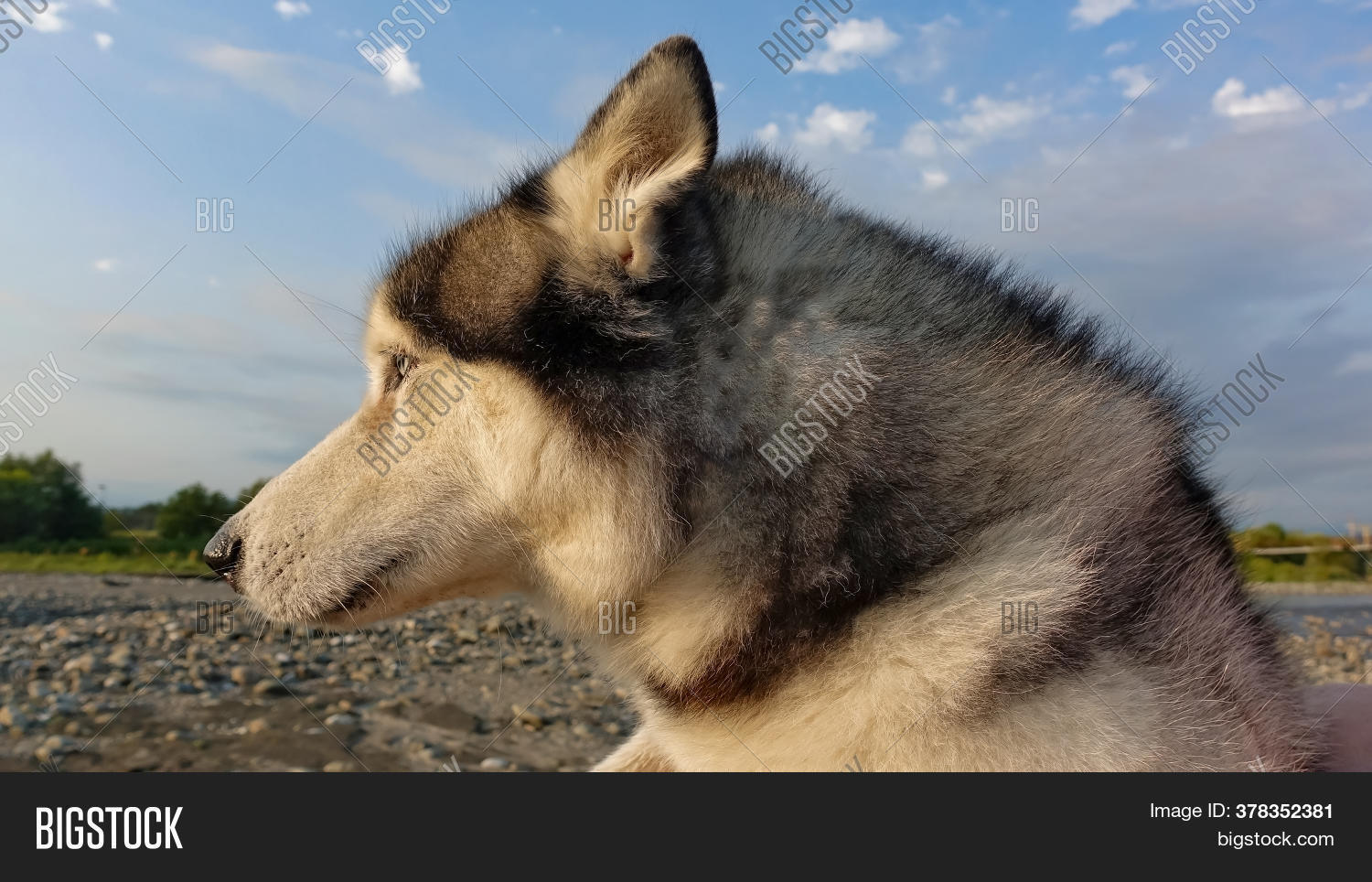 Portrait Husky Dog On Image & Photo (Free Trial) | Bigstock