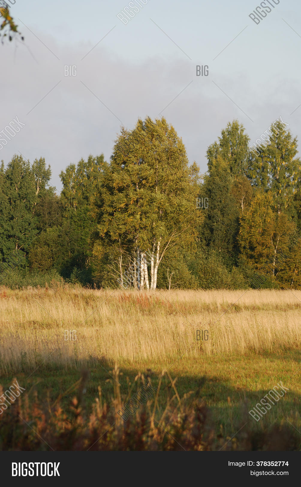 Birch Trees Near Field Image & Photo (Free Trial) | Bigstock