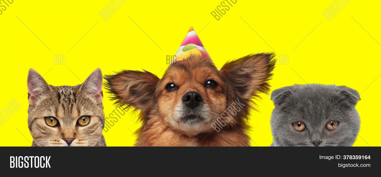 Cute Domestic Couple Image & Photo (Free Trial) | Bigstock