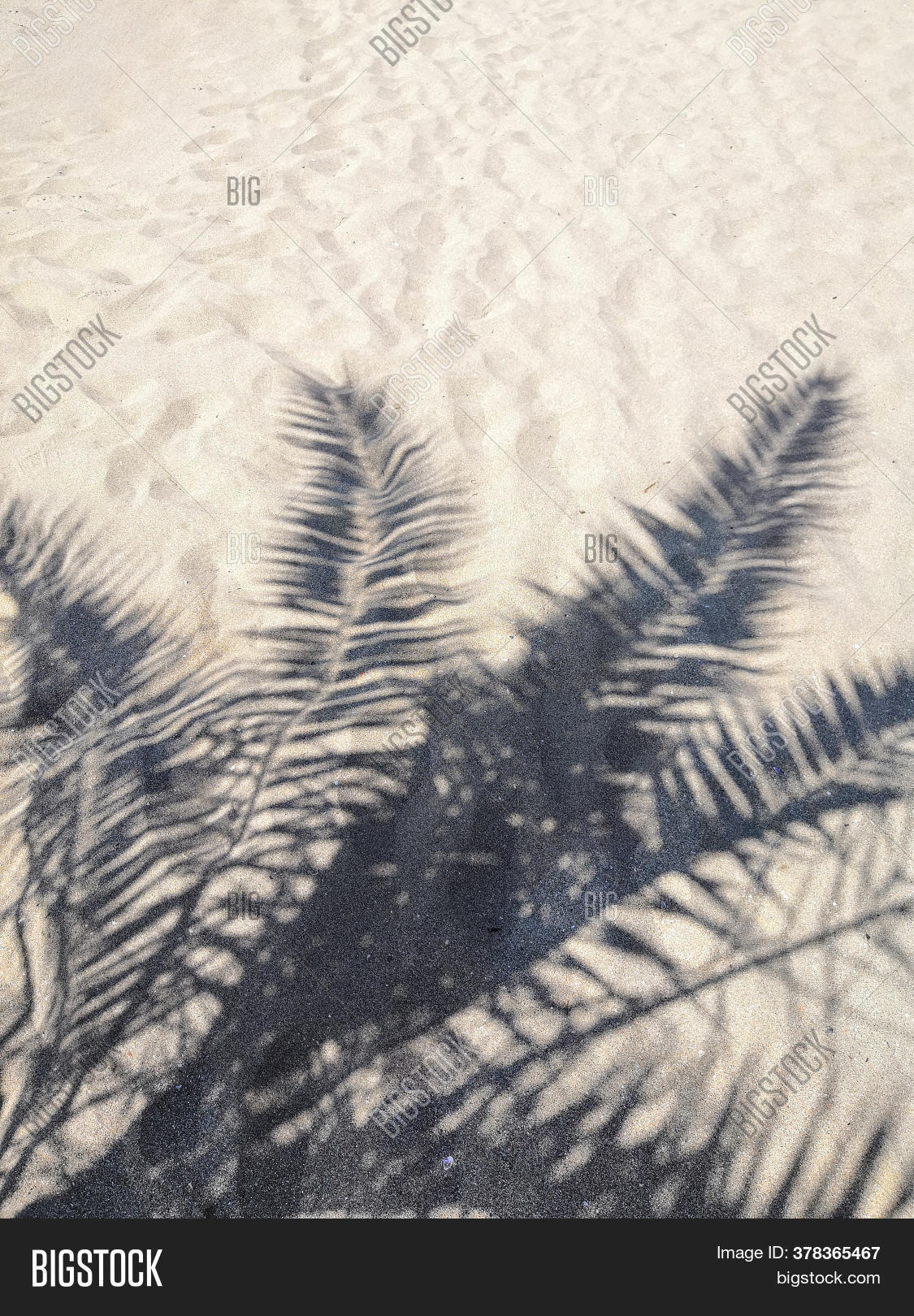 Shadow Palm Trees On Image & Photo (Free Trial) | Bigstock