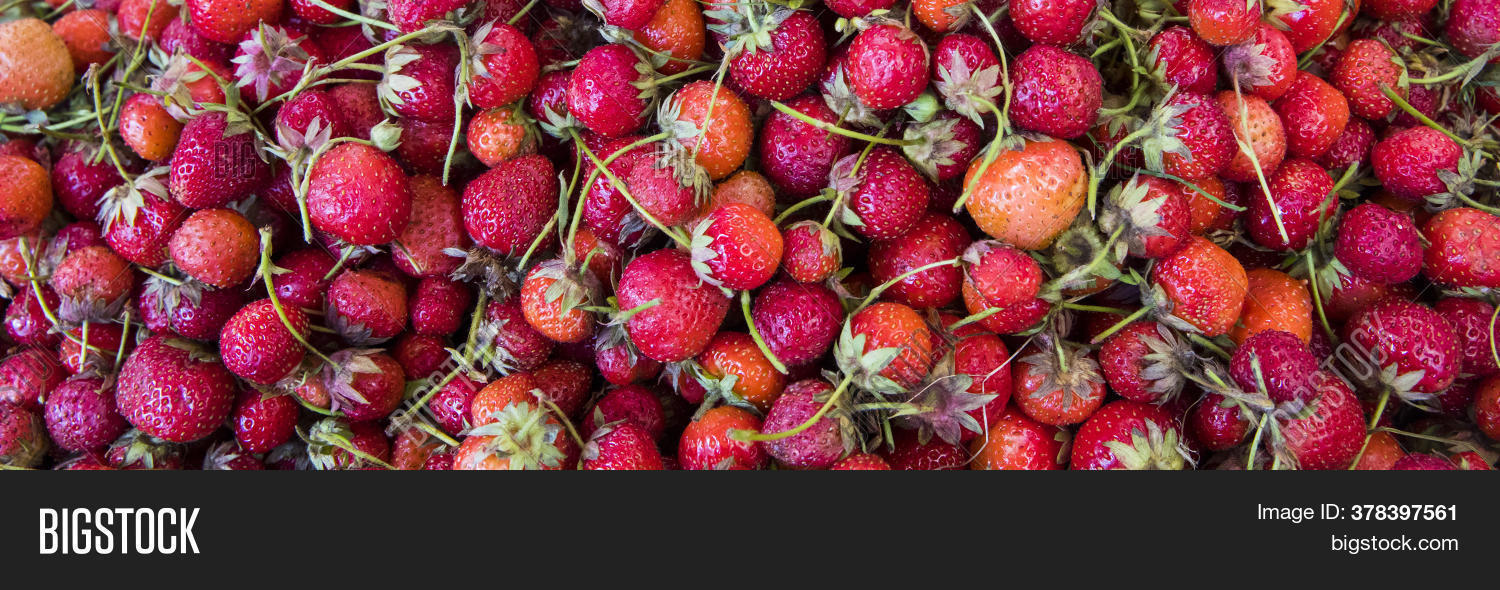Fresh Organic Red Ripe Image & Photo (Free Trial) | Bigstock