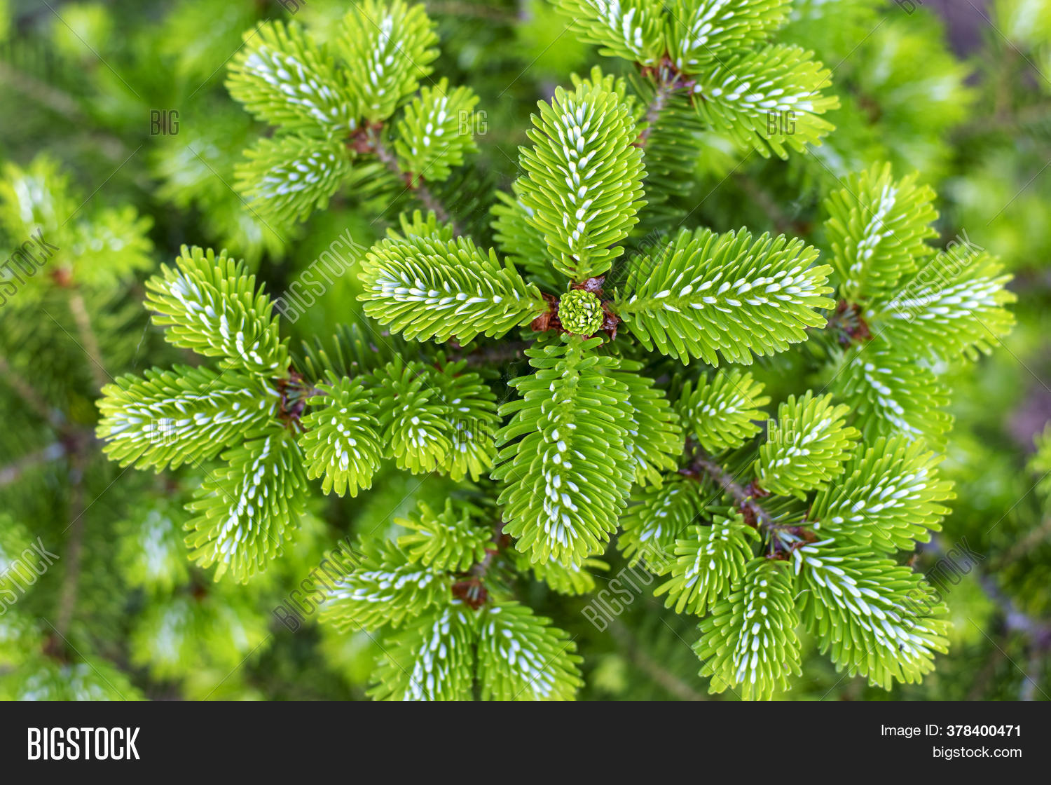 Fresh Green Fir Image & Photo (Free Trial) | Bigstock