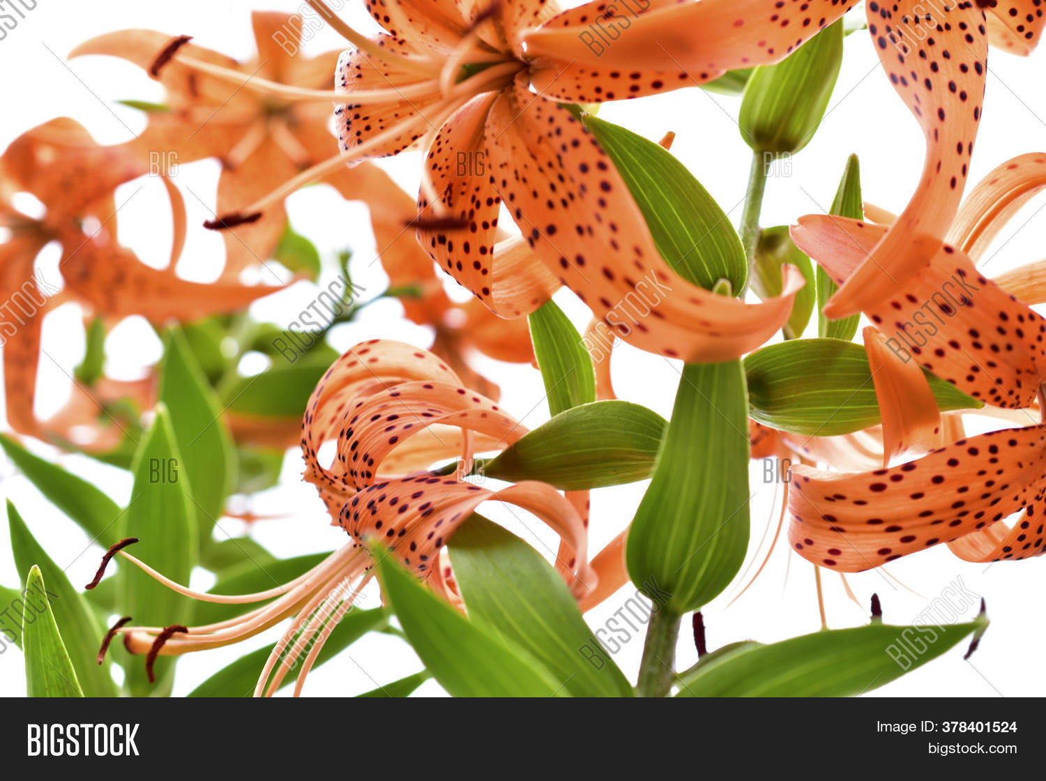 Beautiful Red Tiger Image & Photo (Free Trial) | Bigstock