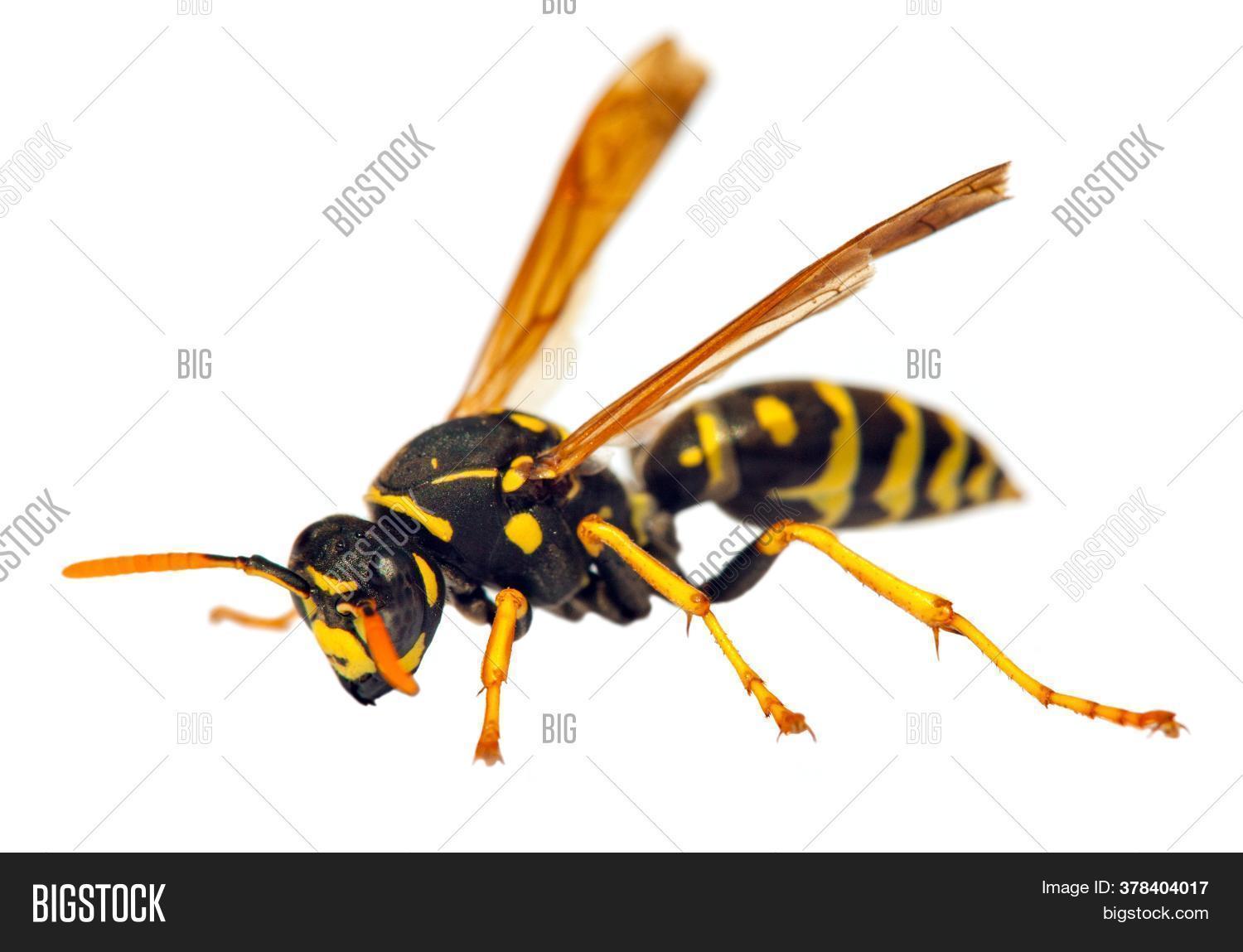 European Wasp German Image & Photo (Free Trial) | Bigstock