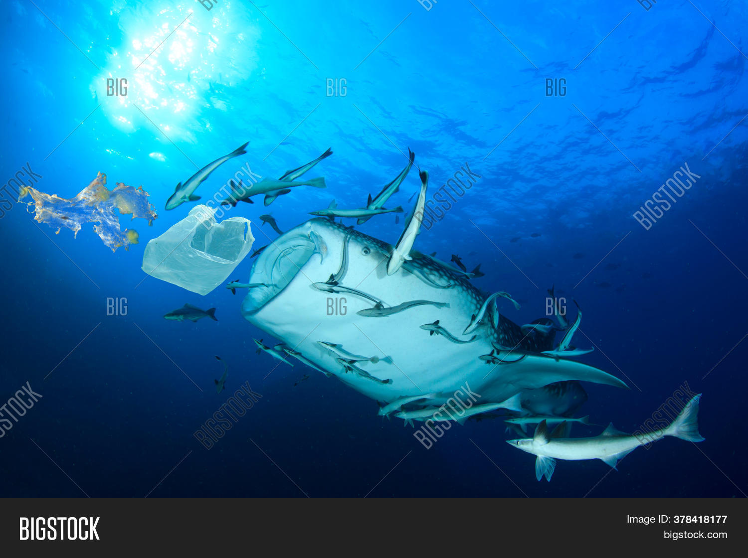 Plastic Pollutes Ocean Image & Photo (Free Trial) | Bigstock