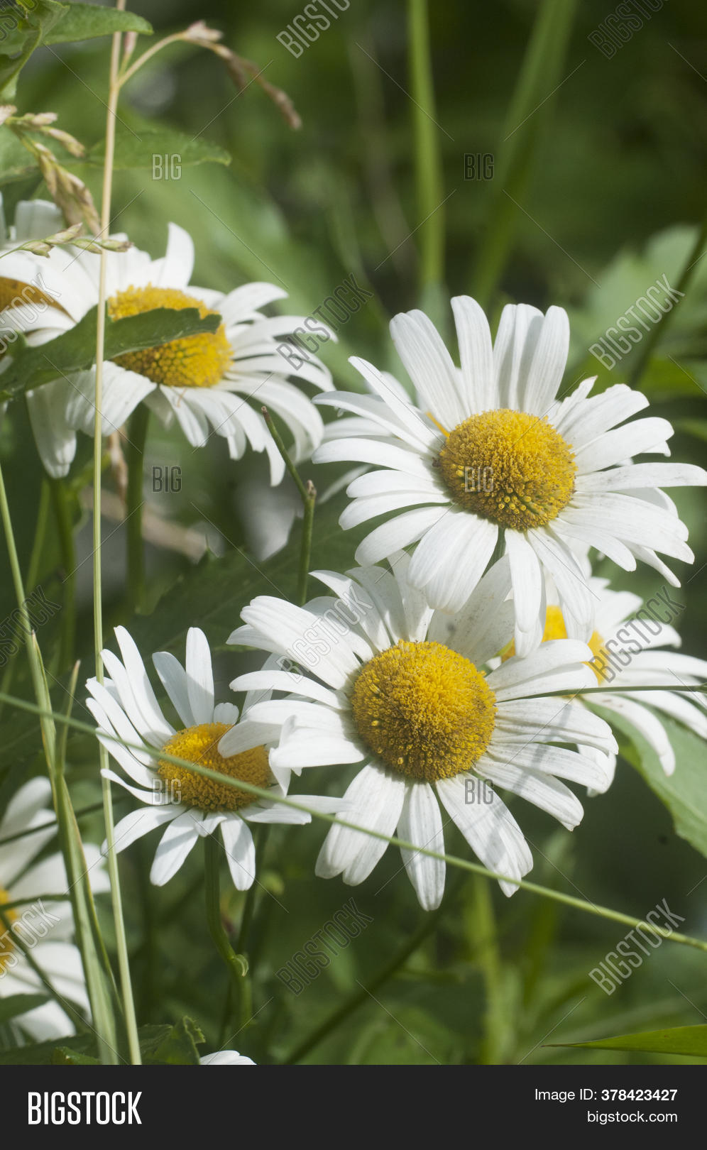 Ox-eye Daisy Flowers Image & Photo (Free Trial) | Bigstock