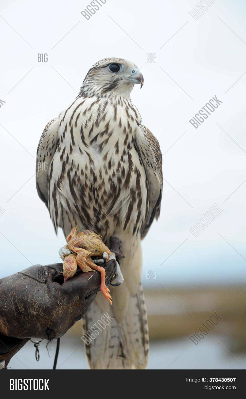 Falcon Sitting On Hand Image & Photo (Free Trial) | Bigstock