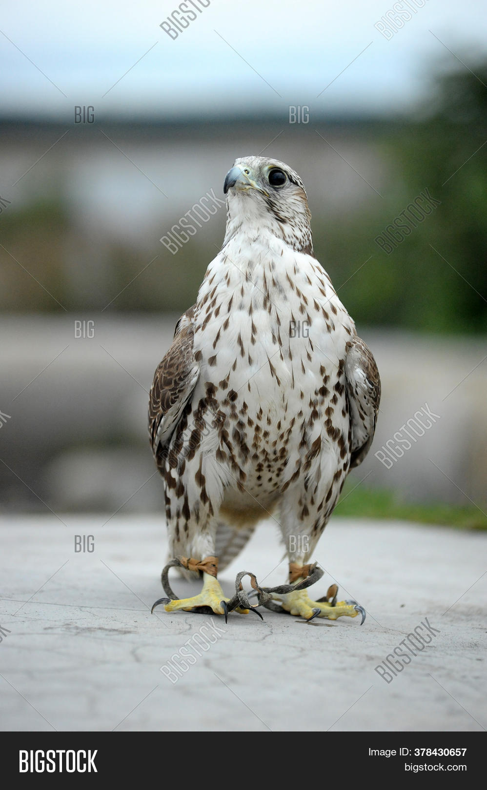 Saker Falcon Sits Image & Photo (Free Trial) | Bigstock