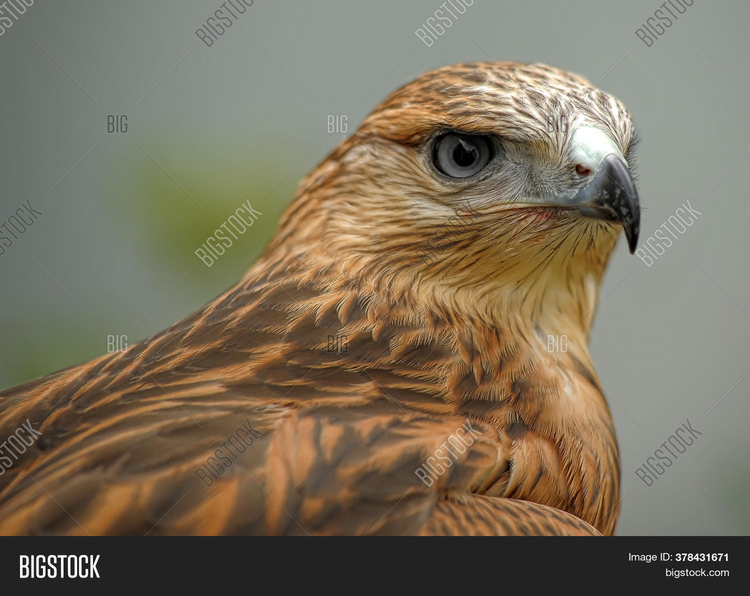 Close Shot Beautiful Image & Photo (Free Trial) | Bigstock