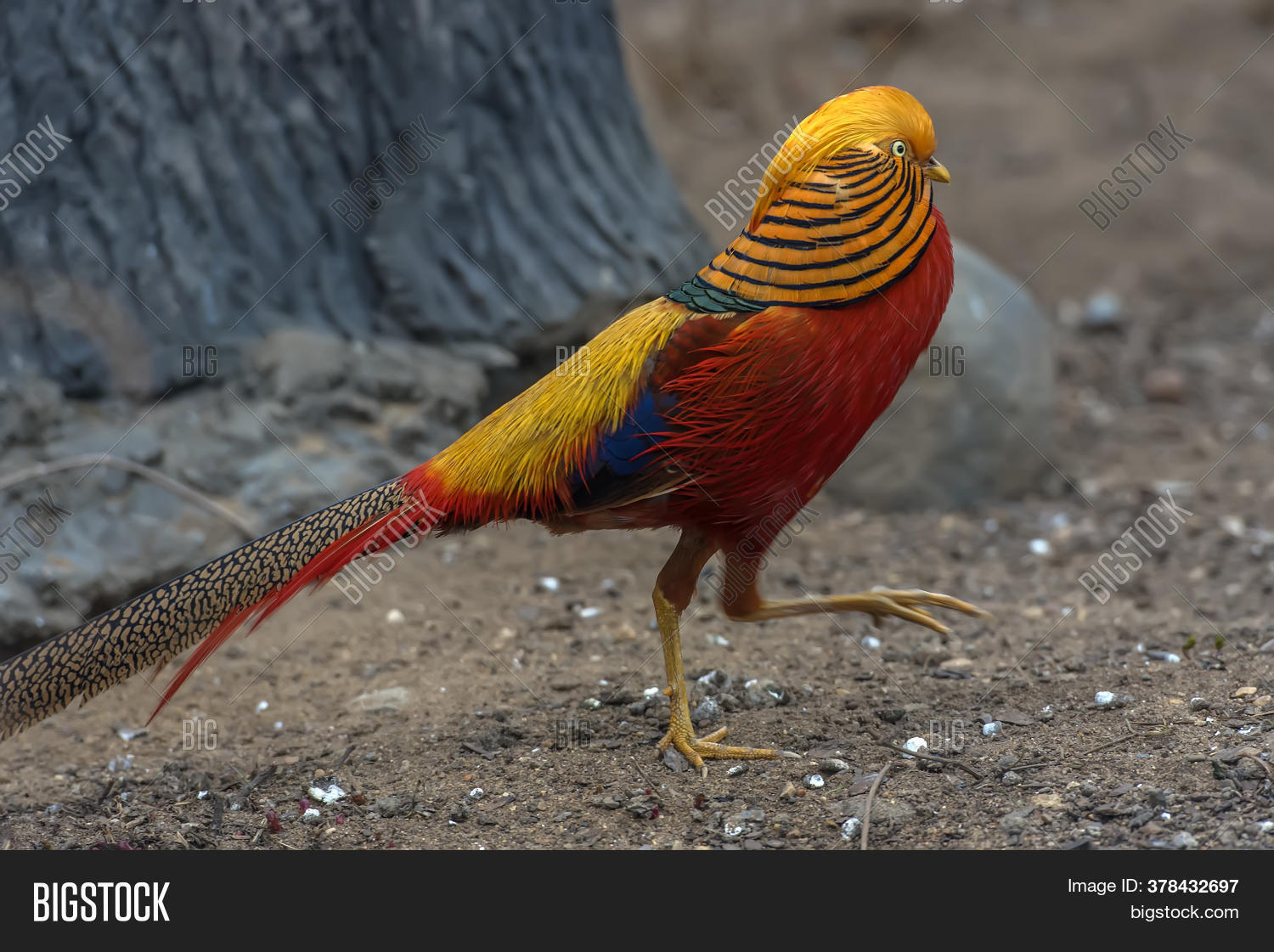 Golden Pheasant Image & Photo (Free Trial) | Bigstock