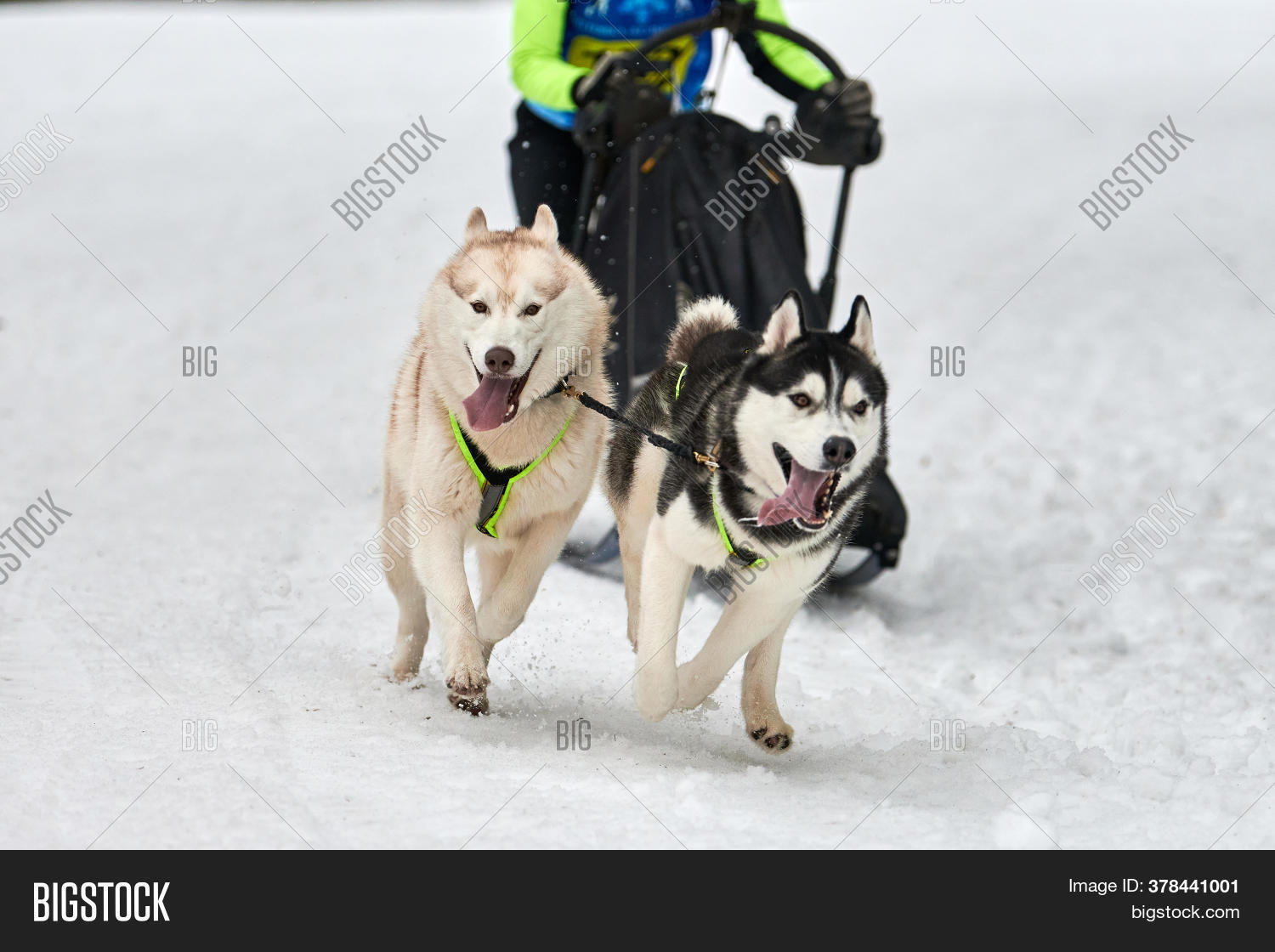 Husky Sled Dog Racing Image & Photo (Free Trial) | Bigstock