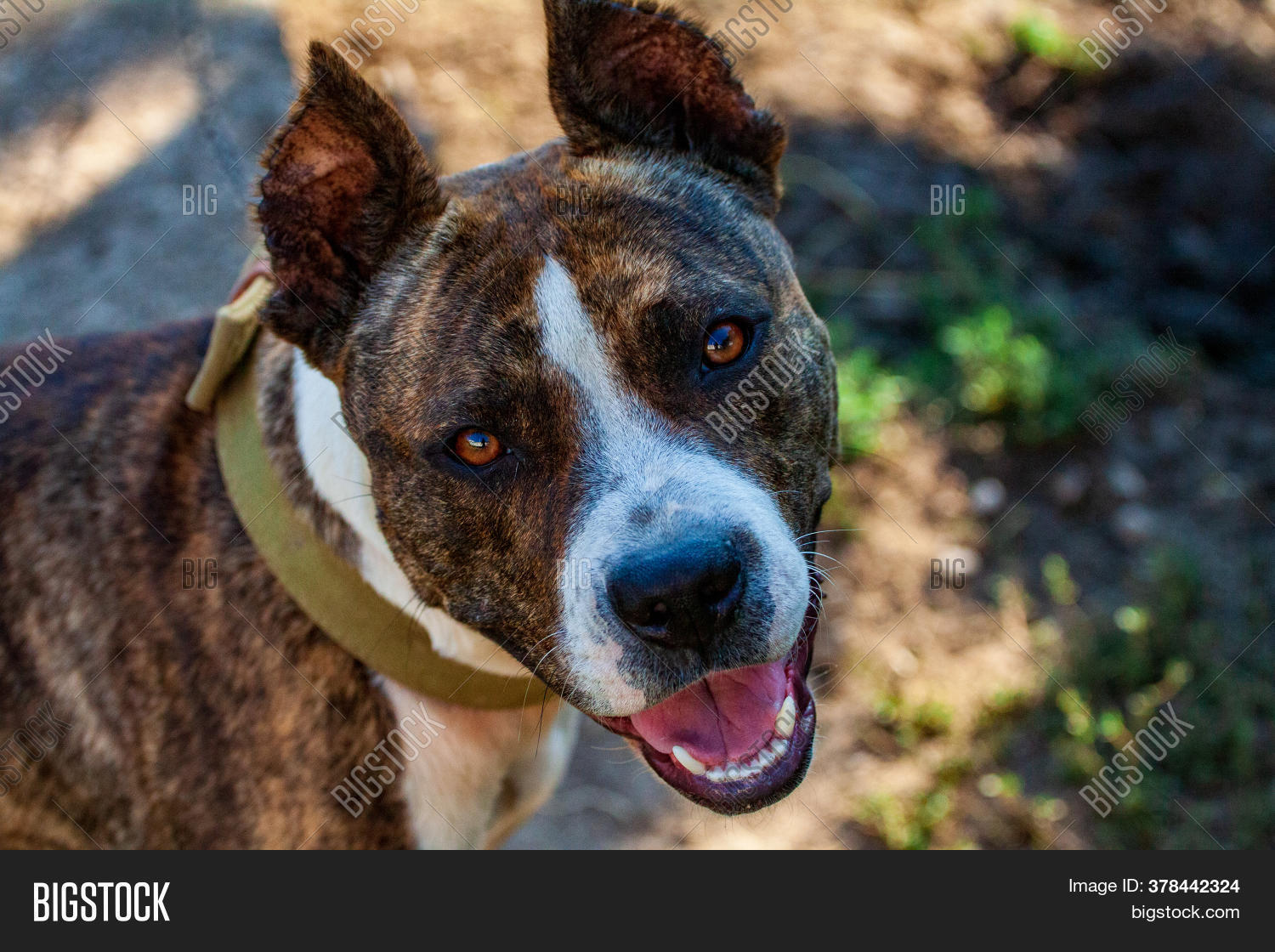 Muzzle Large Evil Image & Photo (Free Trial) | Bigstock